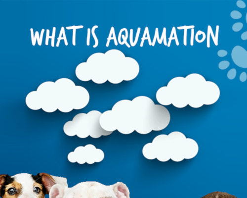 What is Aquamation? [infographic] | Yadkin Valley Pet Funeral Services