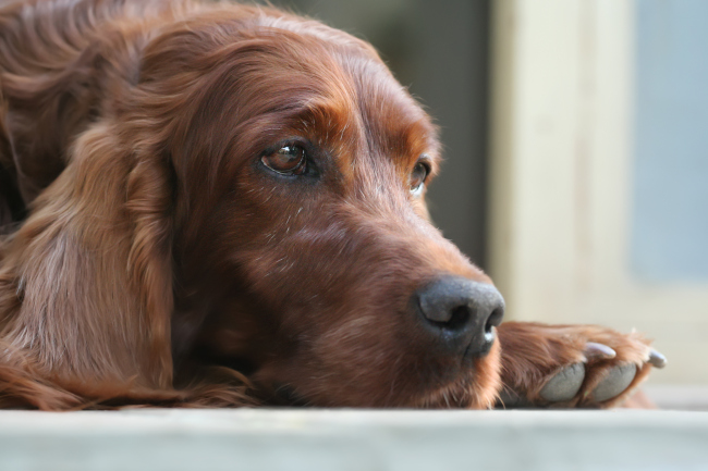 What to Know About Euthanasia Services | Yadkin Valley Pet Funeral Services