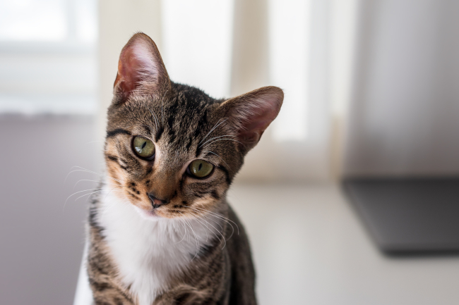 How Does Individual Pet Aquamation Work? | Yadkin Valley Pet Funeral ...